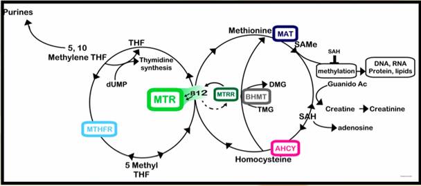 MTHFR mutations | Page 2 | Cassiopaea Forum